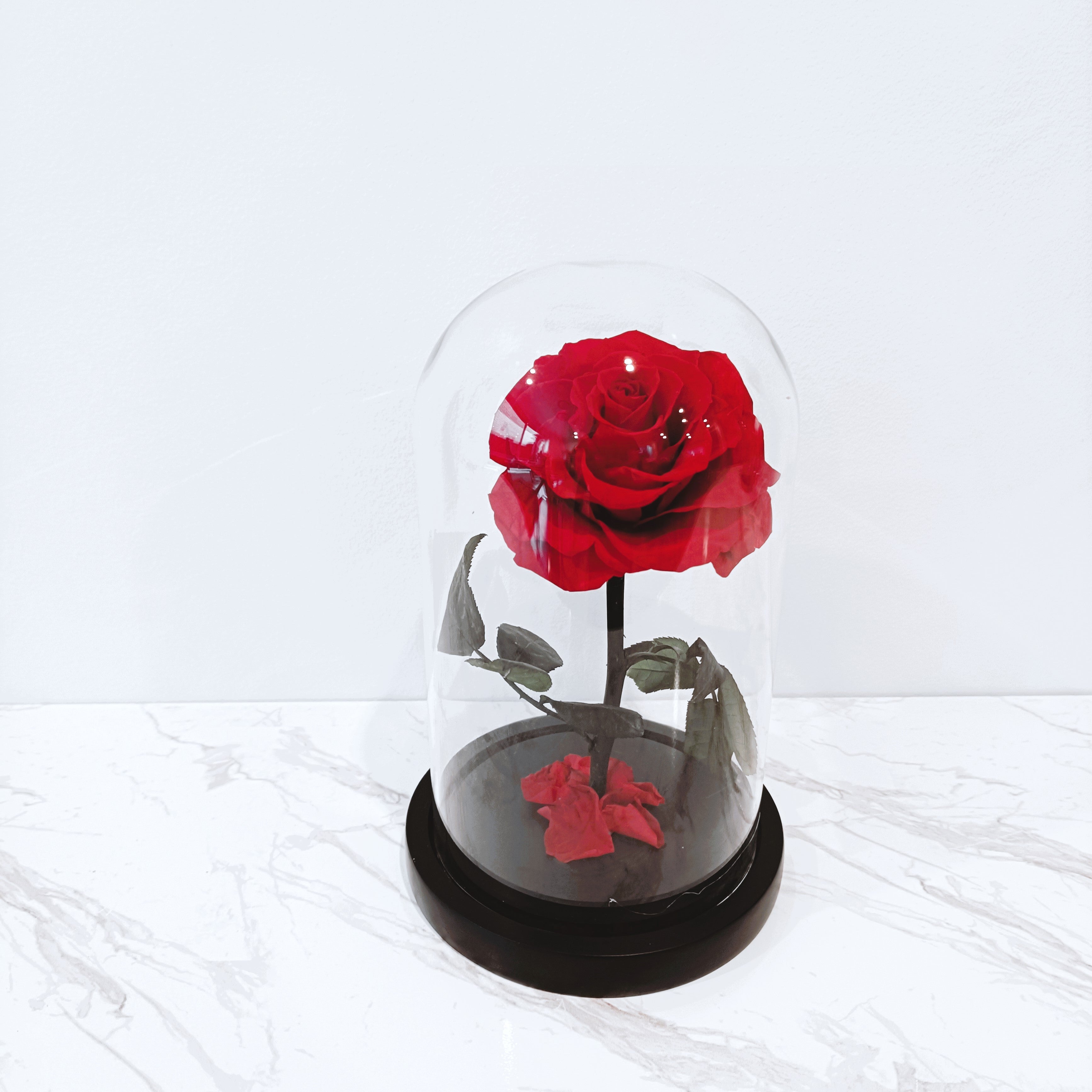 REAL Preserved RED Rose Dome – Rosy Boo