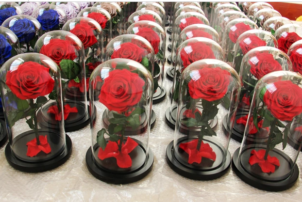 REAL Preserved RED Rose Dome – Rosy Boo